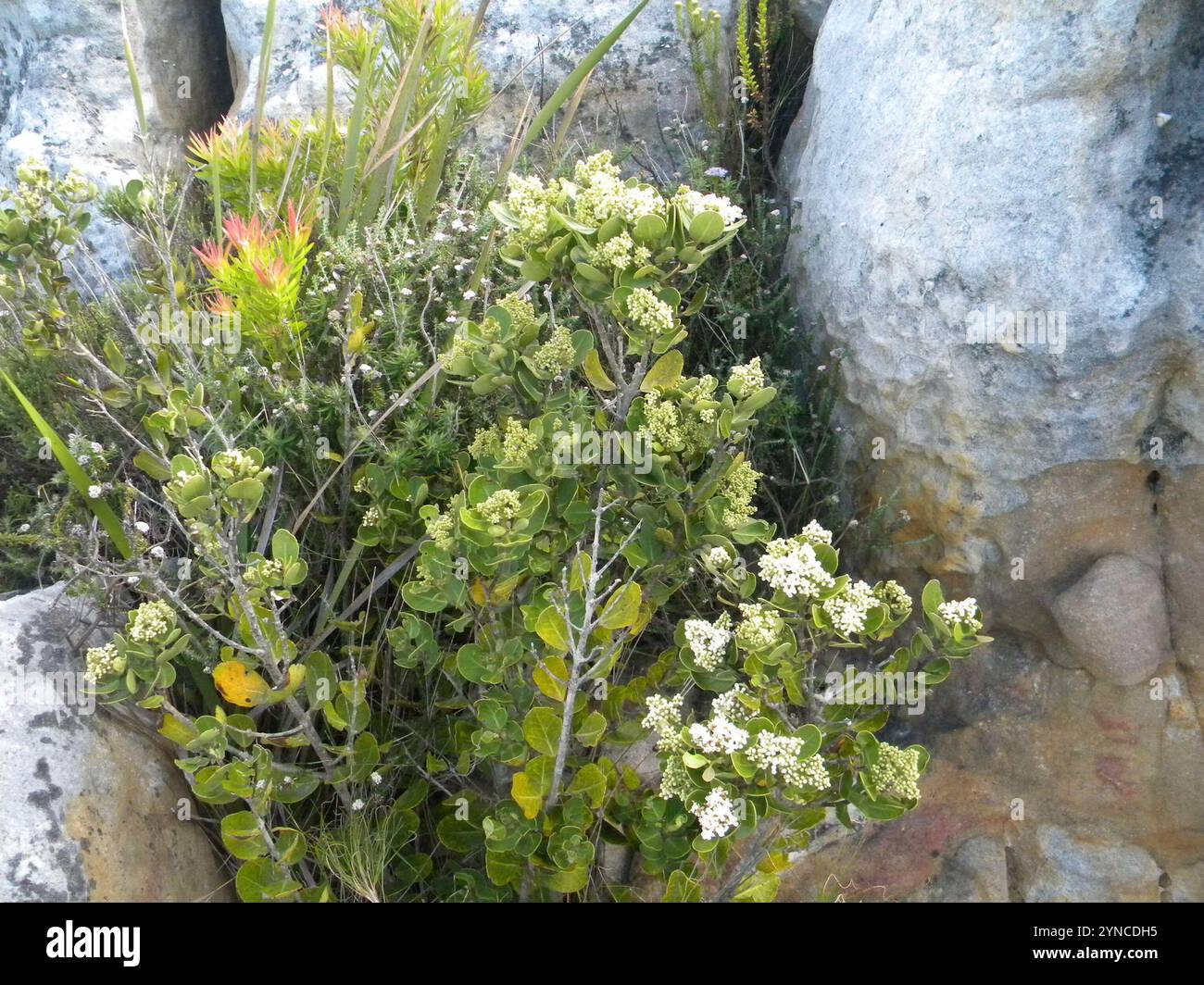 Black Ironwood (Olea capensis Stock Photo - Alamy