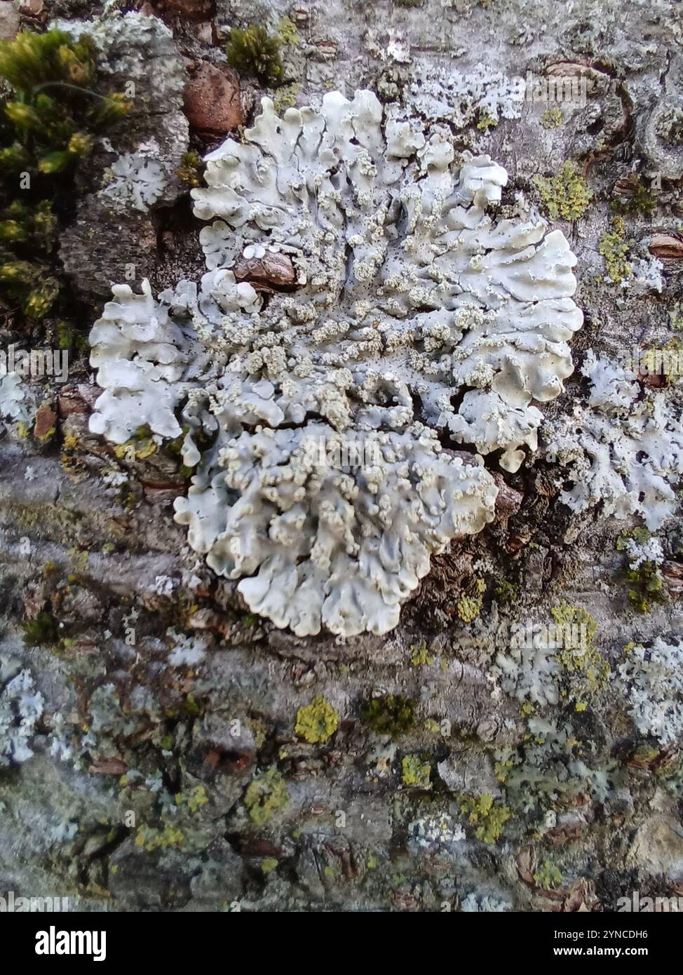 common lichens (Lecanoromycetes Stock Photo - Alamy
