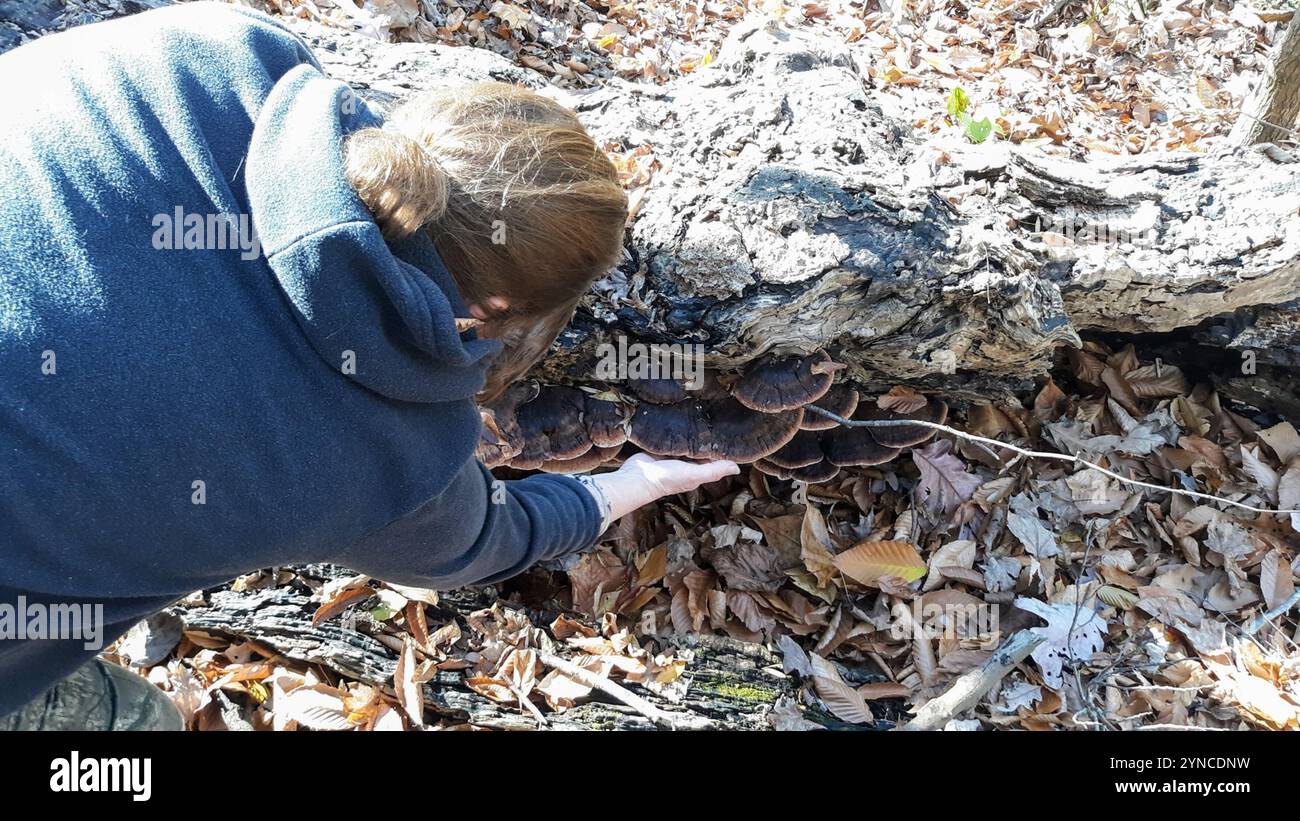 Resinous Polypore (Ischnoderma resinosum Stock Photo - Alamy