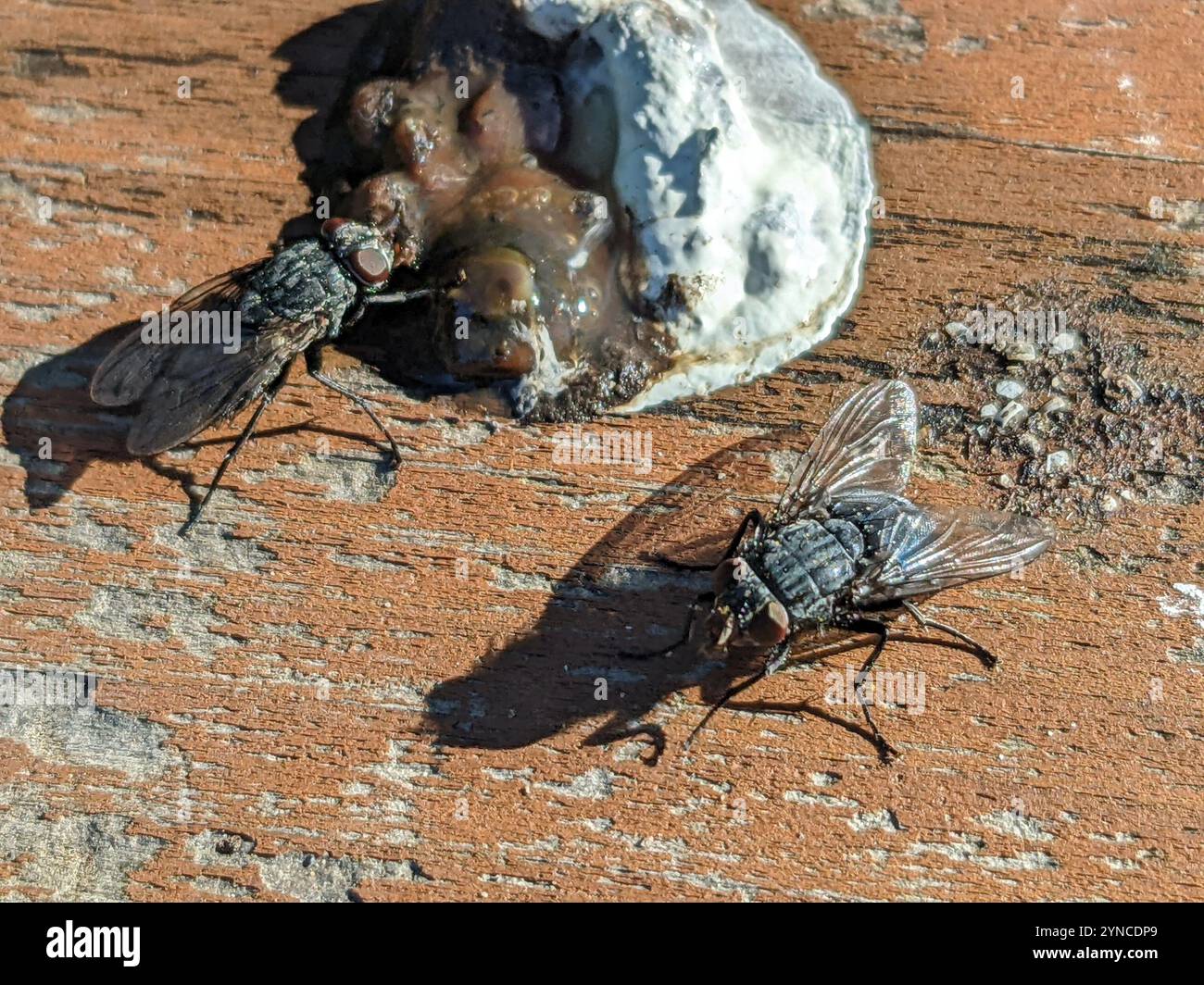 Bot Flies, Blow Flies, and Allies (Oestroidea Stock Photo - Alamy