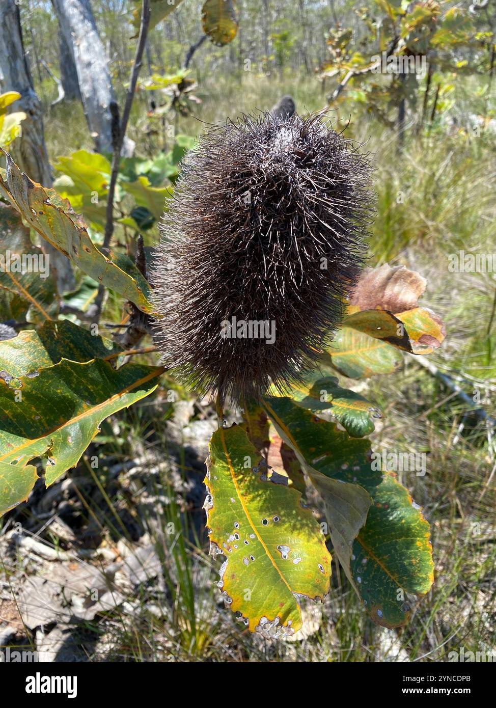 Swamp Banksia (Banksia robur Stock Photo - Alamy