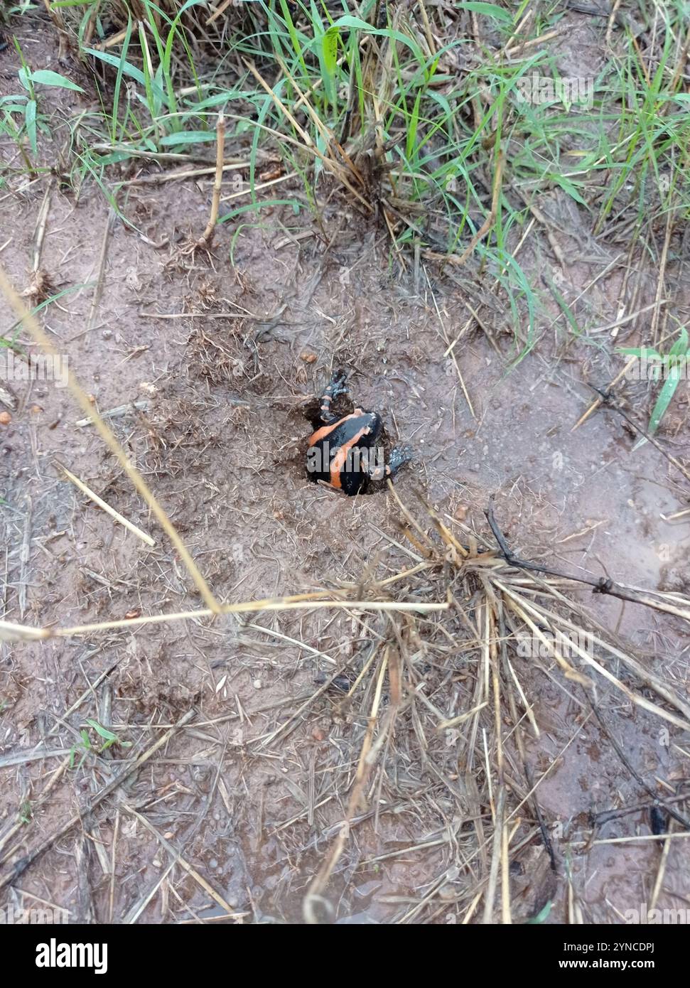 Red-Banded Rubber Frog (Phrynomantis bifasciatus Stock Photo - Alamy