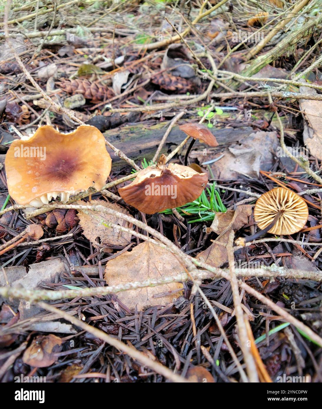 red pinwheel (Marasmius plicatulus Stock Photo - Alamy