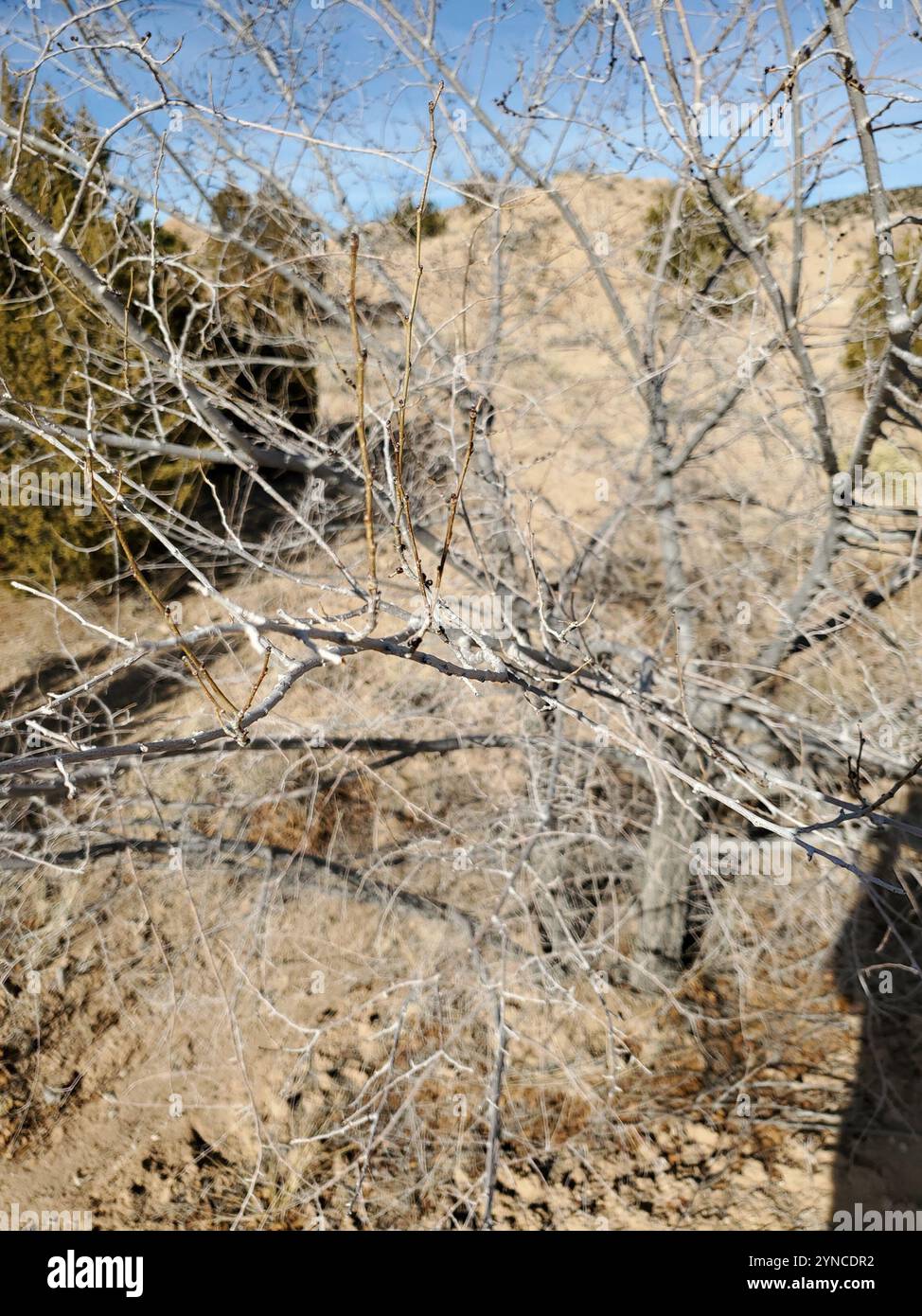 netleaf hackberry (Celtis reticulata Stock Photo - Alamy