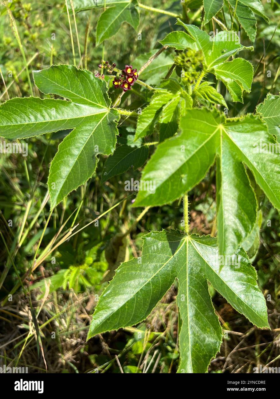 Jatropha gossypiifolia hi-res stock photography and images - Alamy