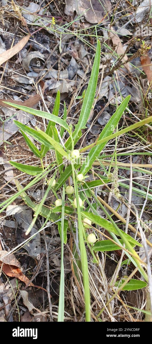 Winter Apple (Eremophila debilis Stock Photo - Alamy