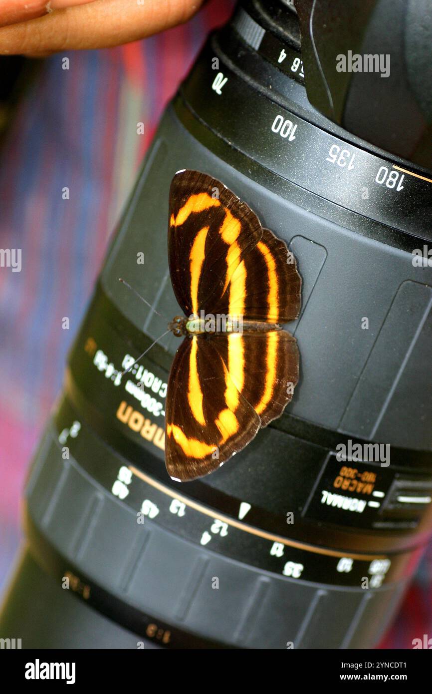 Small Yellow Sailer (Neptis miah Stock Photo - Alamy