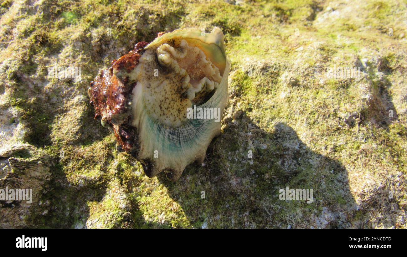 Toothed Top Shell (Tectus dentatus Stock Photo - Alamy