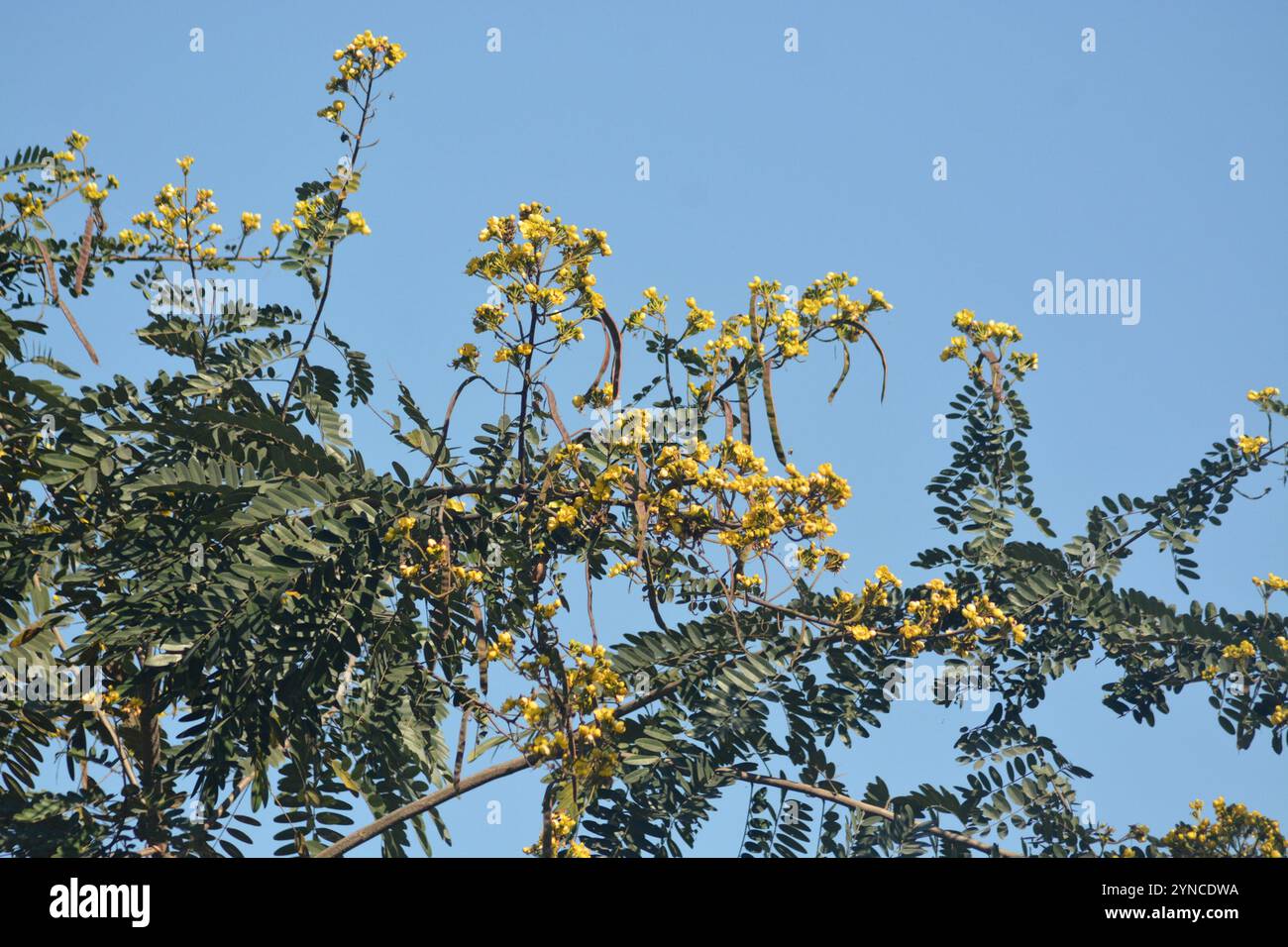 Kassod Tree (Senna siamea Stock Photo - Alamy