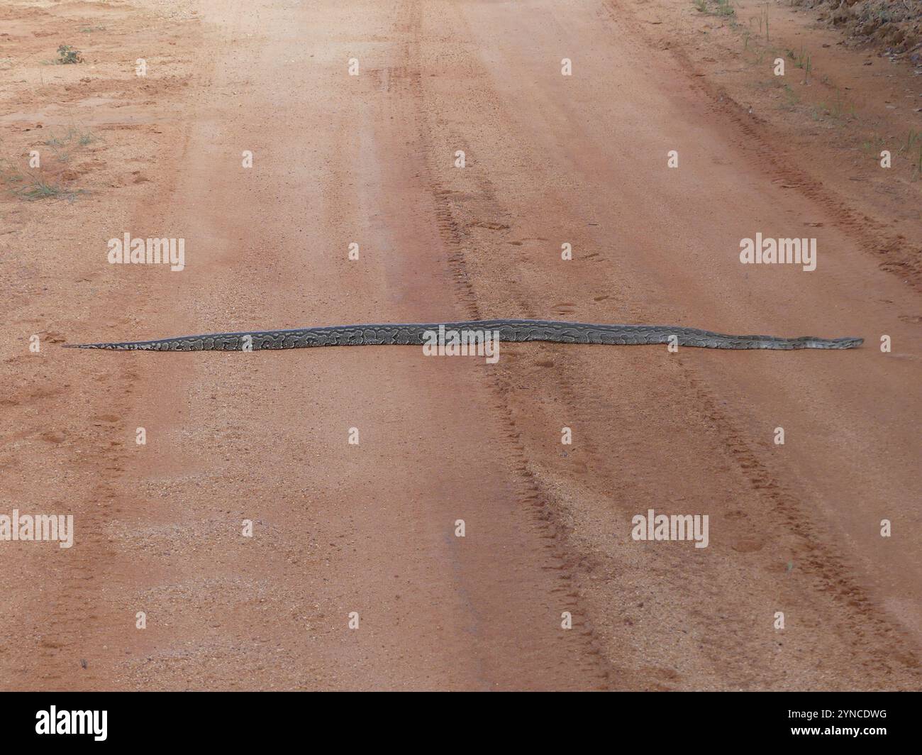 Python natalensis hi-res stock photography and images - Alamy