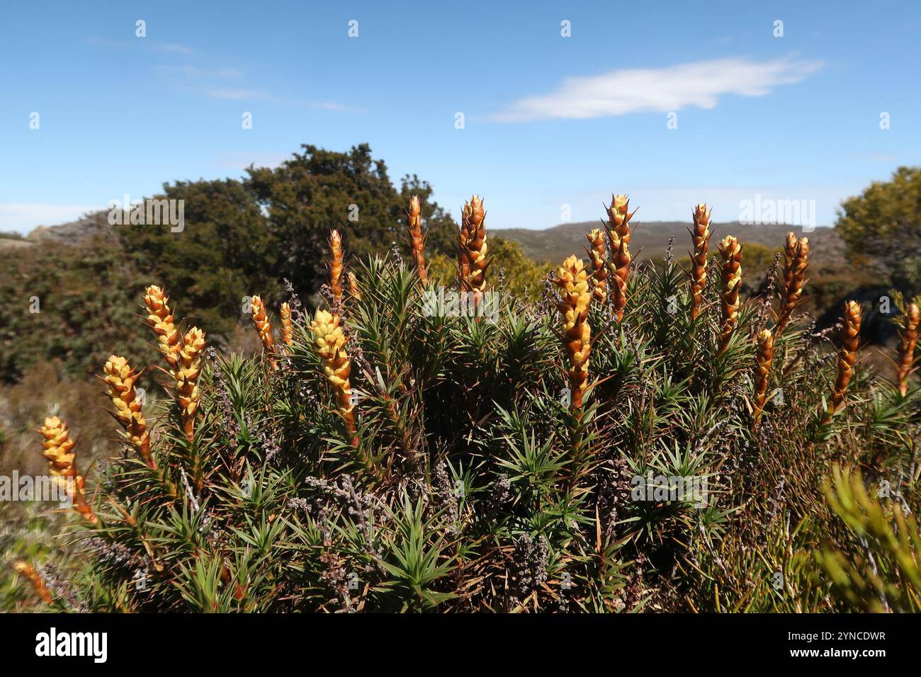 scoparia (Richea scoparia Stock Photo - Alamy