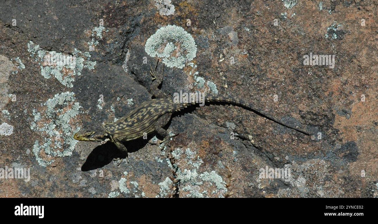 Drakensberg Crag Lizard (Pseudocordylus subviridis Stock Photo - Alamy