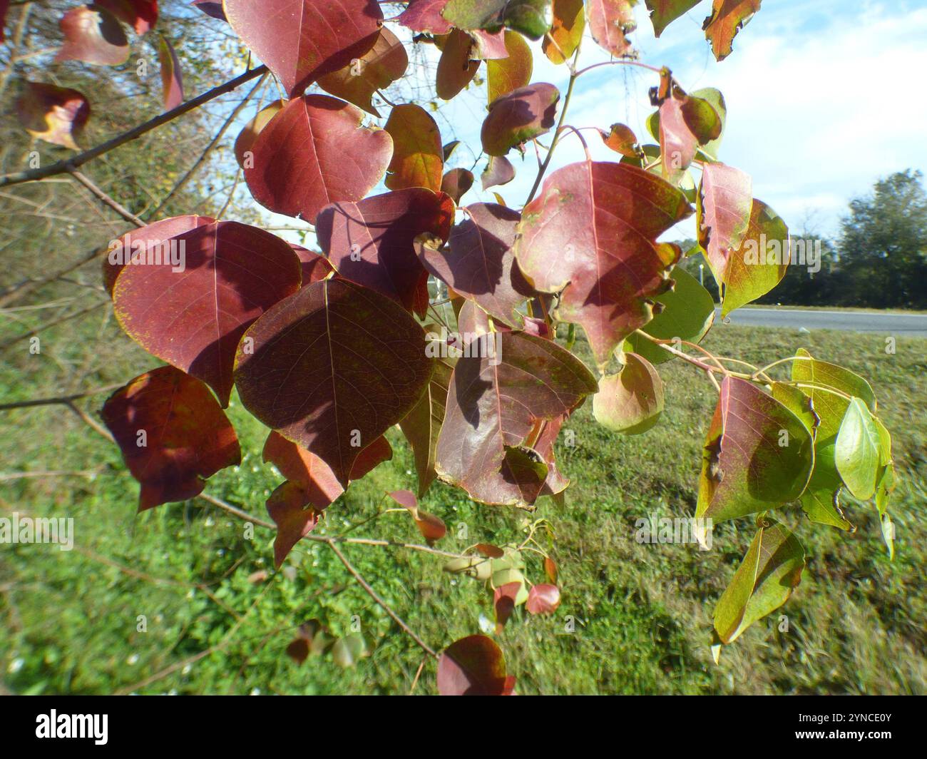 Chinese Tallow (Triadica sebifera Stock Photo - Alamy