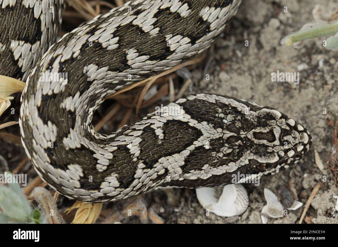 Steppe Viper (Vipera renardi Stock Photo - Alamy