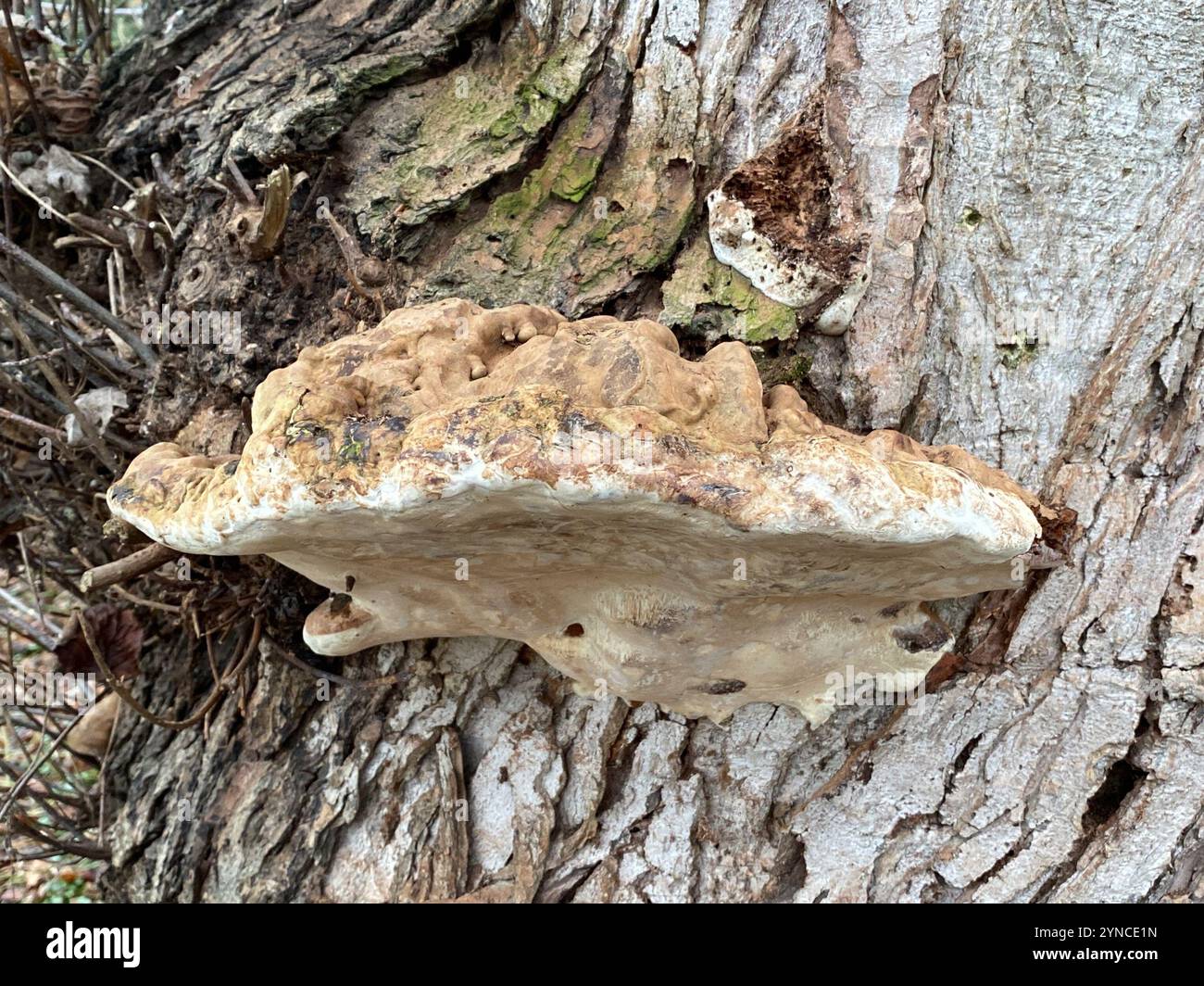 artist's bracket (Ganoderma applanatum Stock Photo - Alamy