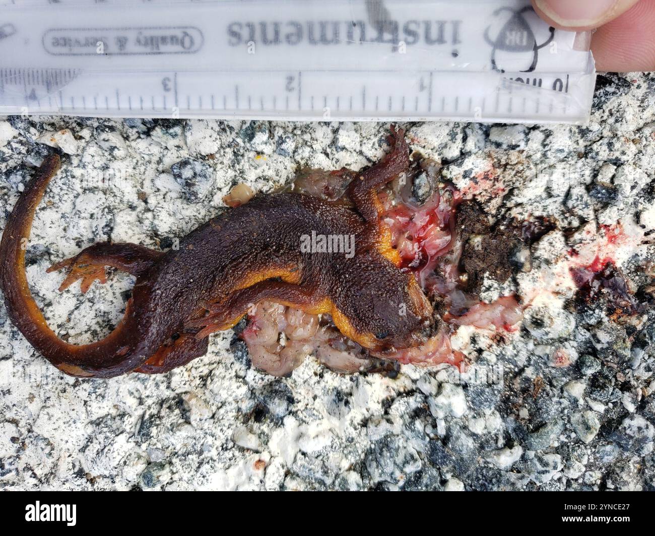 Pacific Newts (Taricha Stock Photo - Alamy