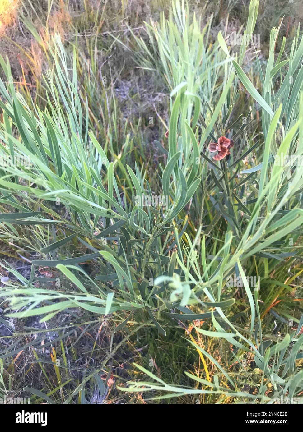 Sweet Wattle (Acacia suaveolens Stock Photo - Alamy
