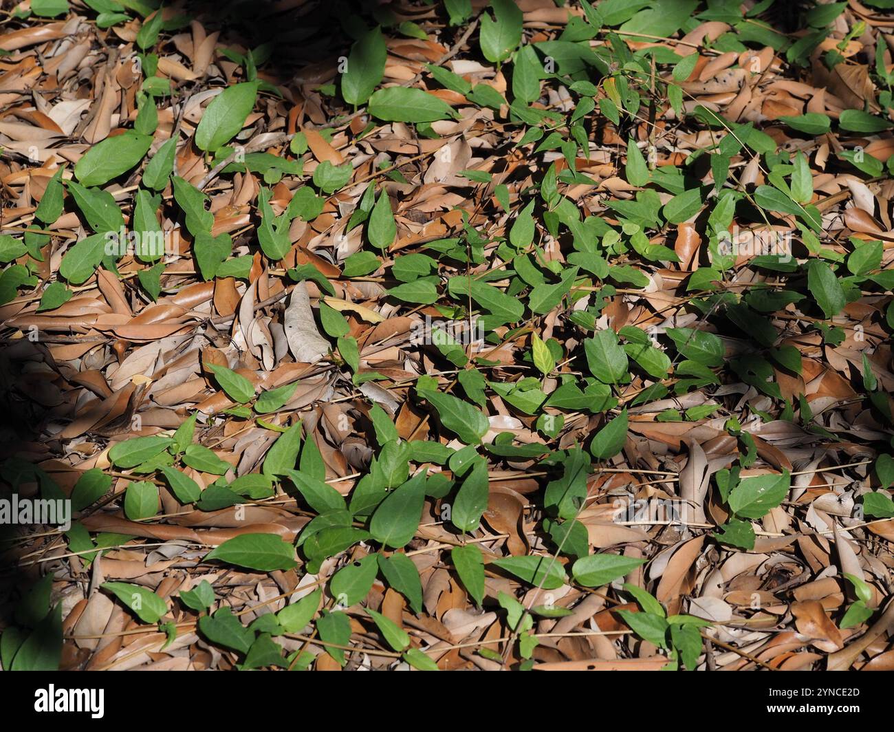 skunk vine (Paederia foetida Stock Photo - Alamy