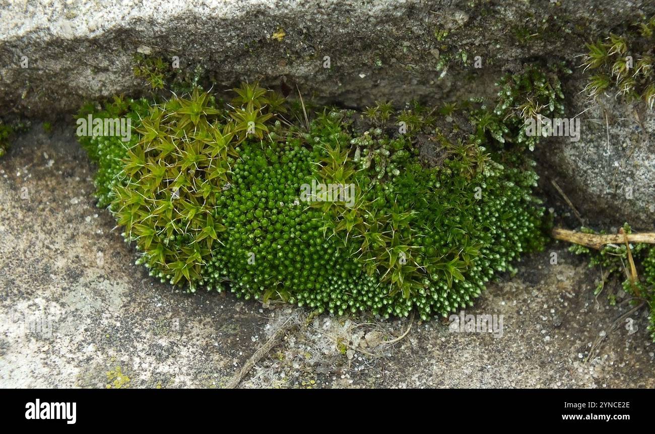 Star Moss (Syntrichia ruralis Stock Photo - Alamy