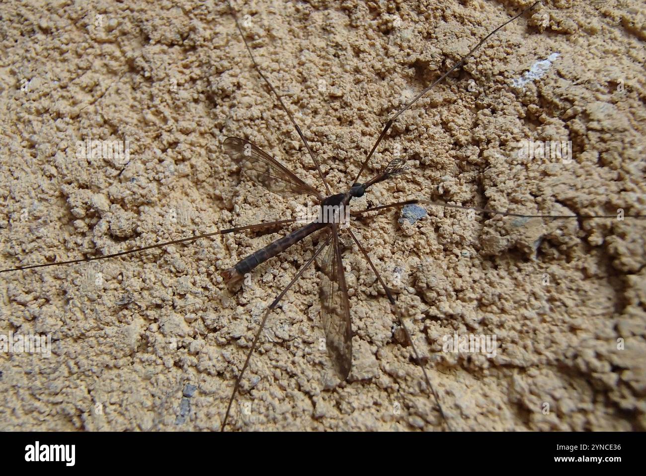 Crane Flies (Tipulomorpha Stock Photo - Alamy