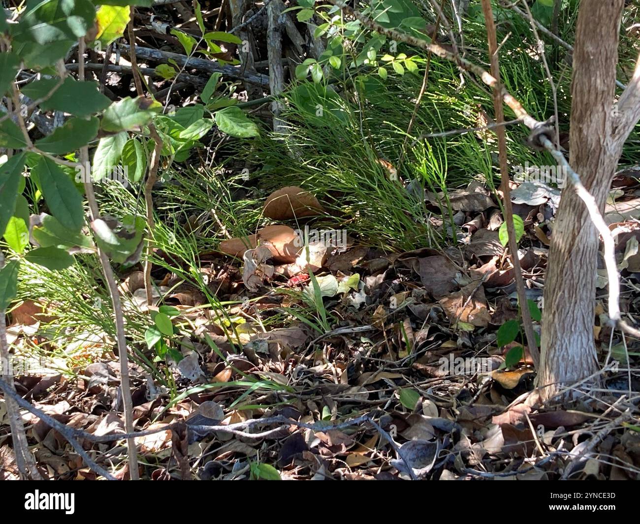 skeleton fork fern (Psilotum nudum Stock Photo - Alamy