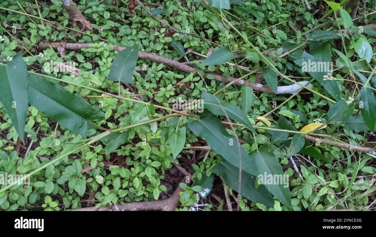 Spotted knotweed hi-res stock photography and images - Alamy