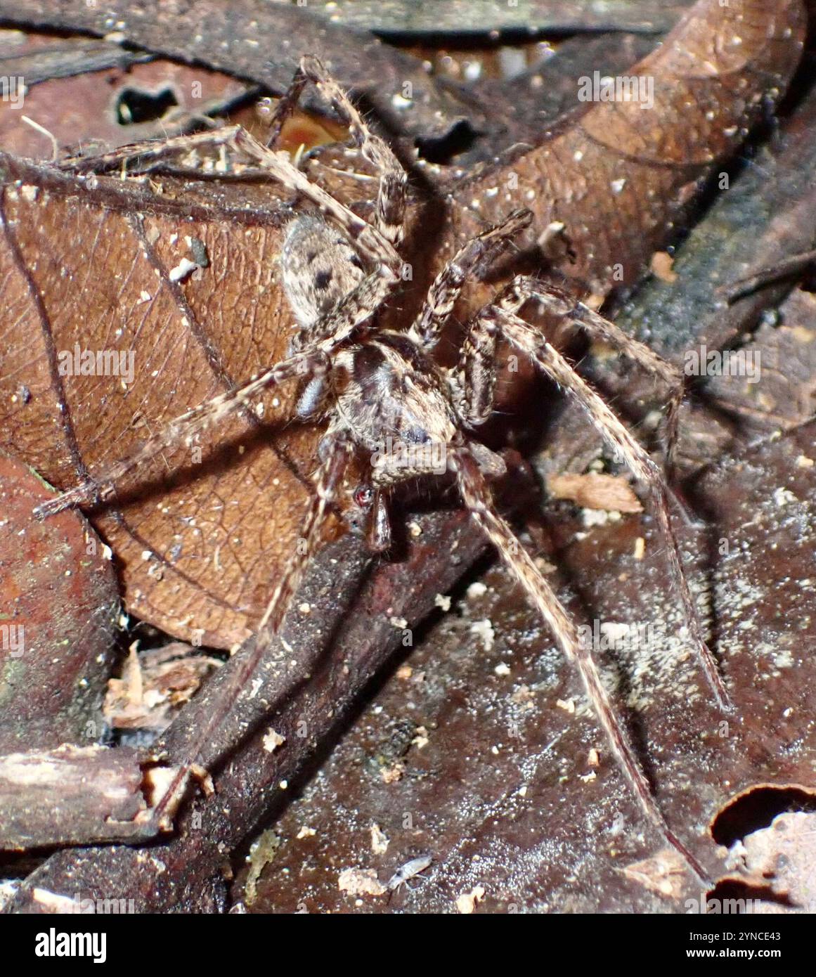 Tropical Wandering Spiders (Ctenus Stock Photo - Alamy