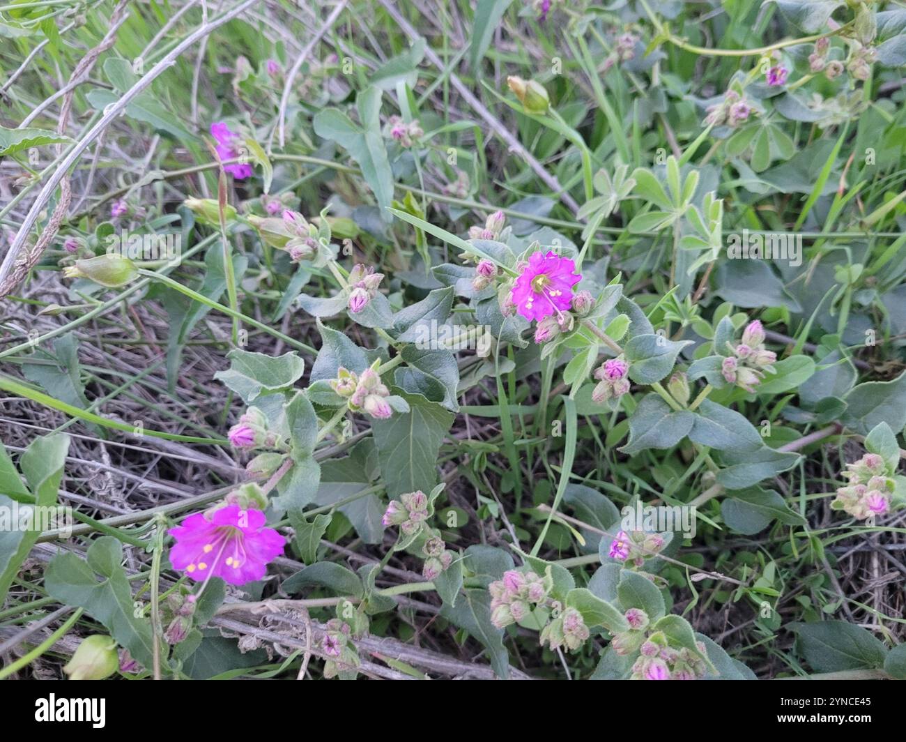 Wishbone Bush (Mirabilis laevis Stock Photo - Alamy