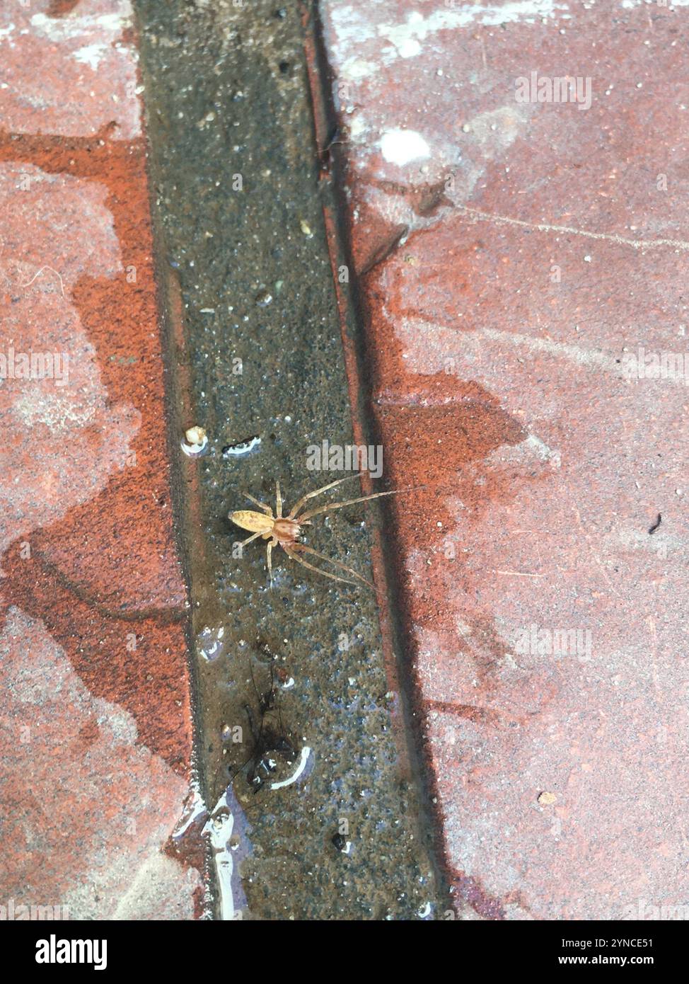 Ghost Spiders (Anyphaenidae Stock Photo - Alamy