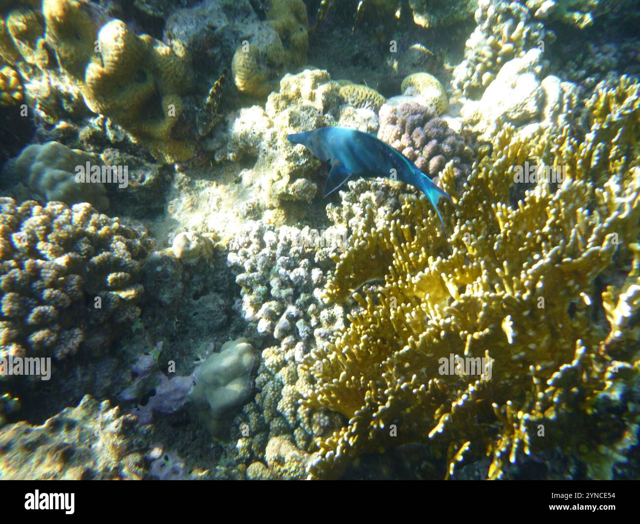 Red Sea Bird Wrasse (Gomphosus klunzingeri Stock Photo - Alamy
