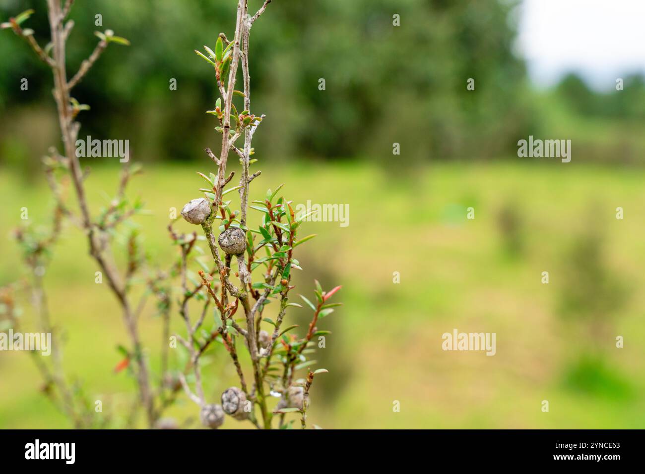 Leptospermum scoparium, commonly called manuka is a species of ...