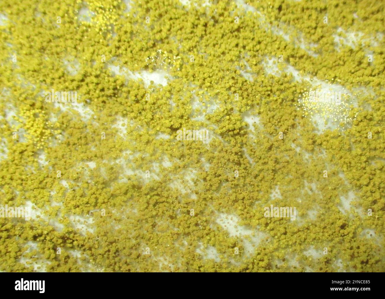 Zygomycota hi-res stock photography and images - Alamy