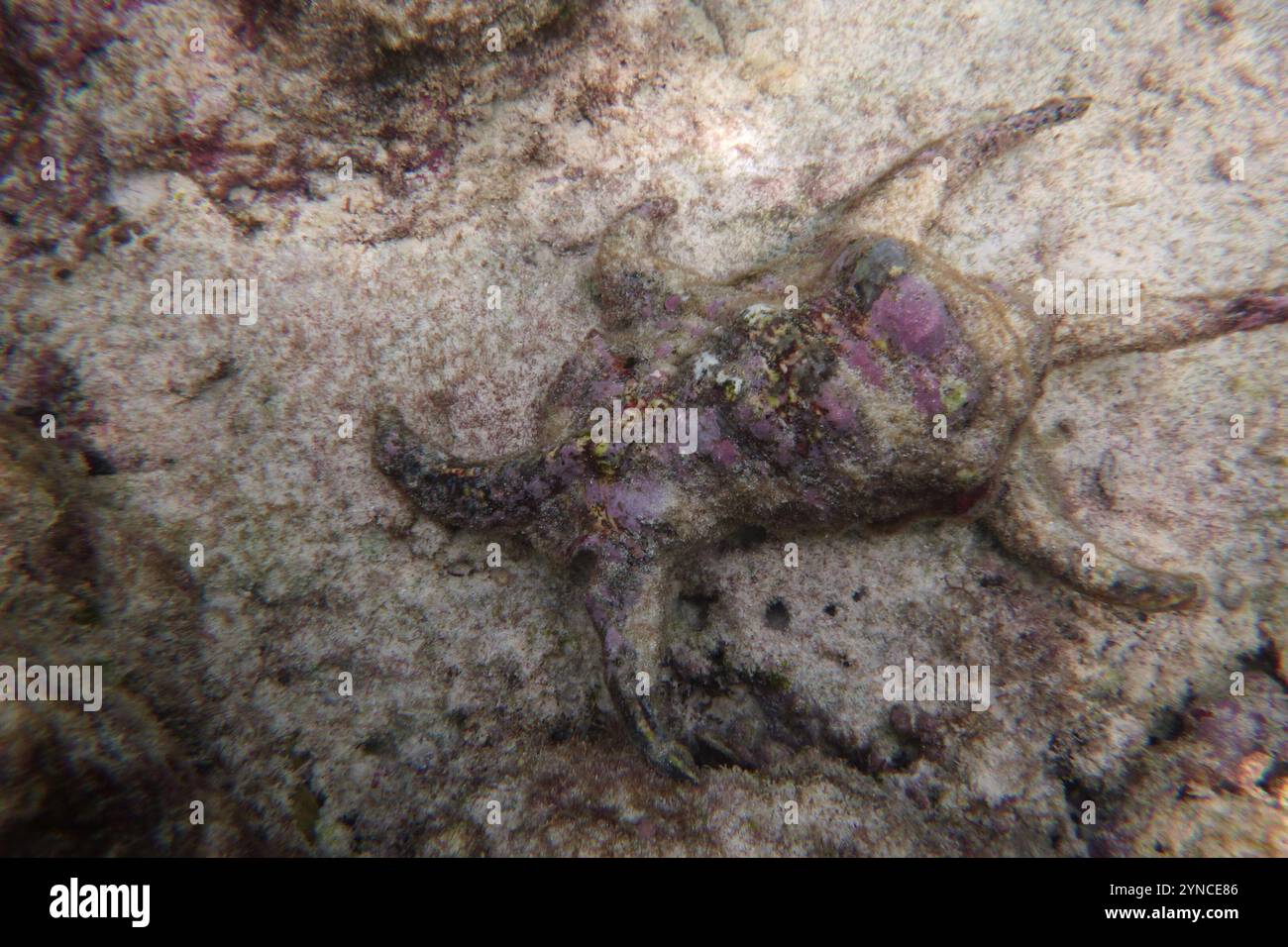 Harpago hi-res stock photography and images - Alamy