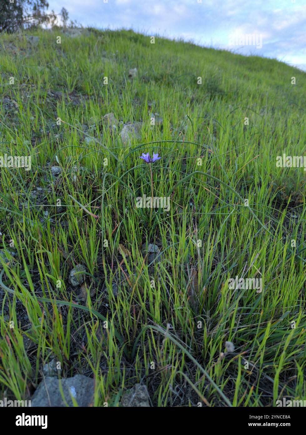(Dipterostemon capitatus capitatus Stock Photo - Alamy