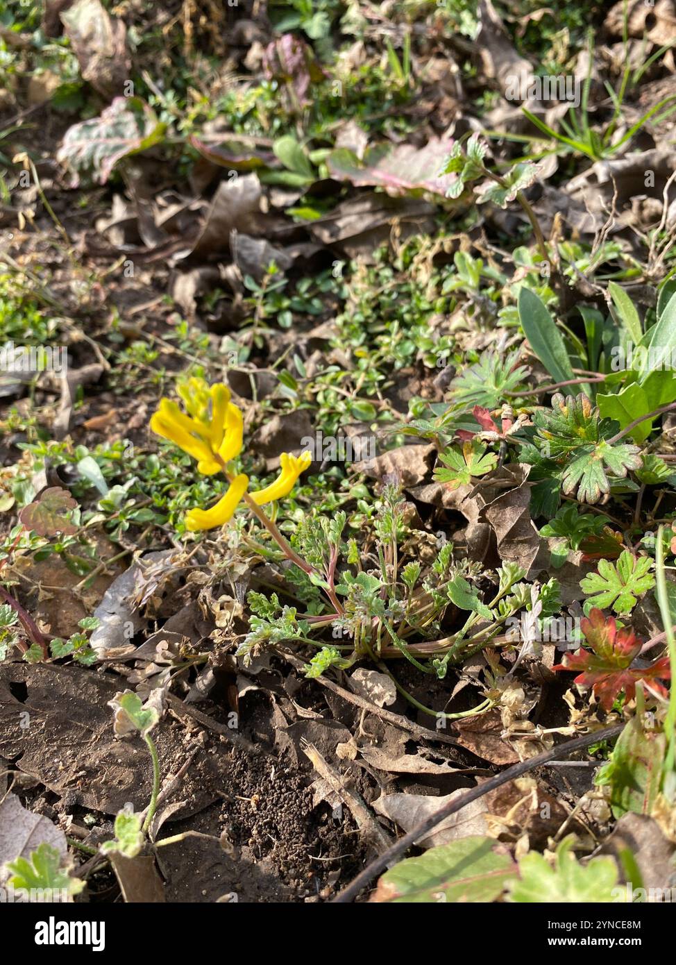 golden corydalis (Corydalis aurea Stock Photo - Alamy
