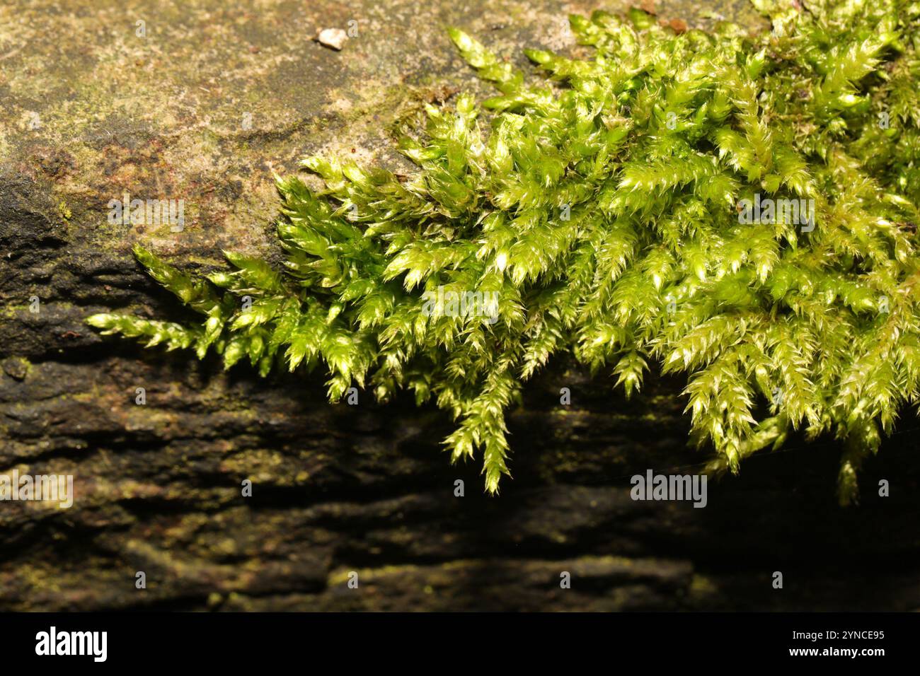 Rough-stalked Feather-moss (Brachythecium rutabulum Stock Photo - Alamy