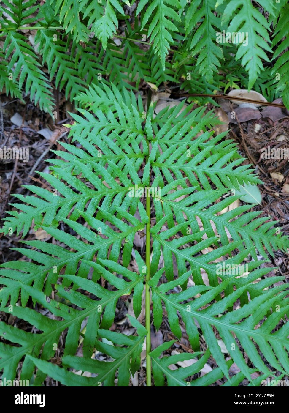giant chain fern (Woodwardia fimbriata Stock Photo - Alamy