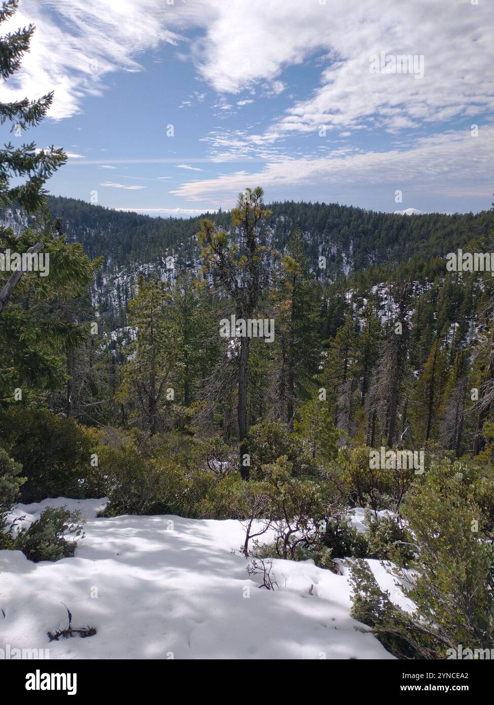 knobcone pine (Pinus attenuata Stock Photo - Alamy