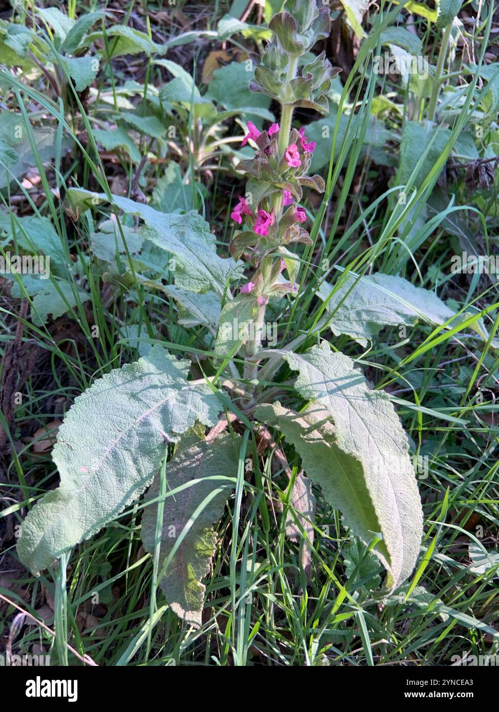 Hummingbird Sage (Salvia spathacea Stock Photo - Alamy