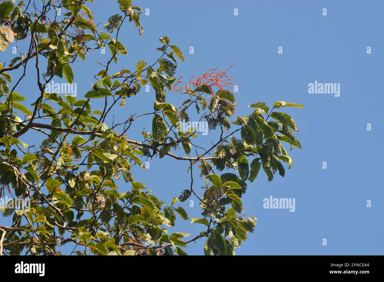 jhalna (Terminalia myriocarpa Stock Photo - Alamy