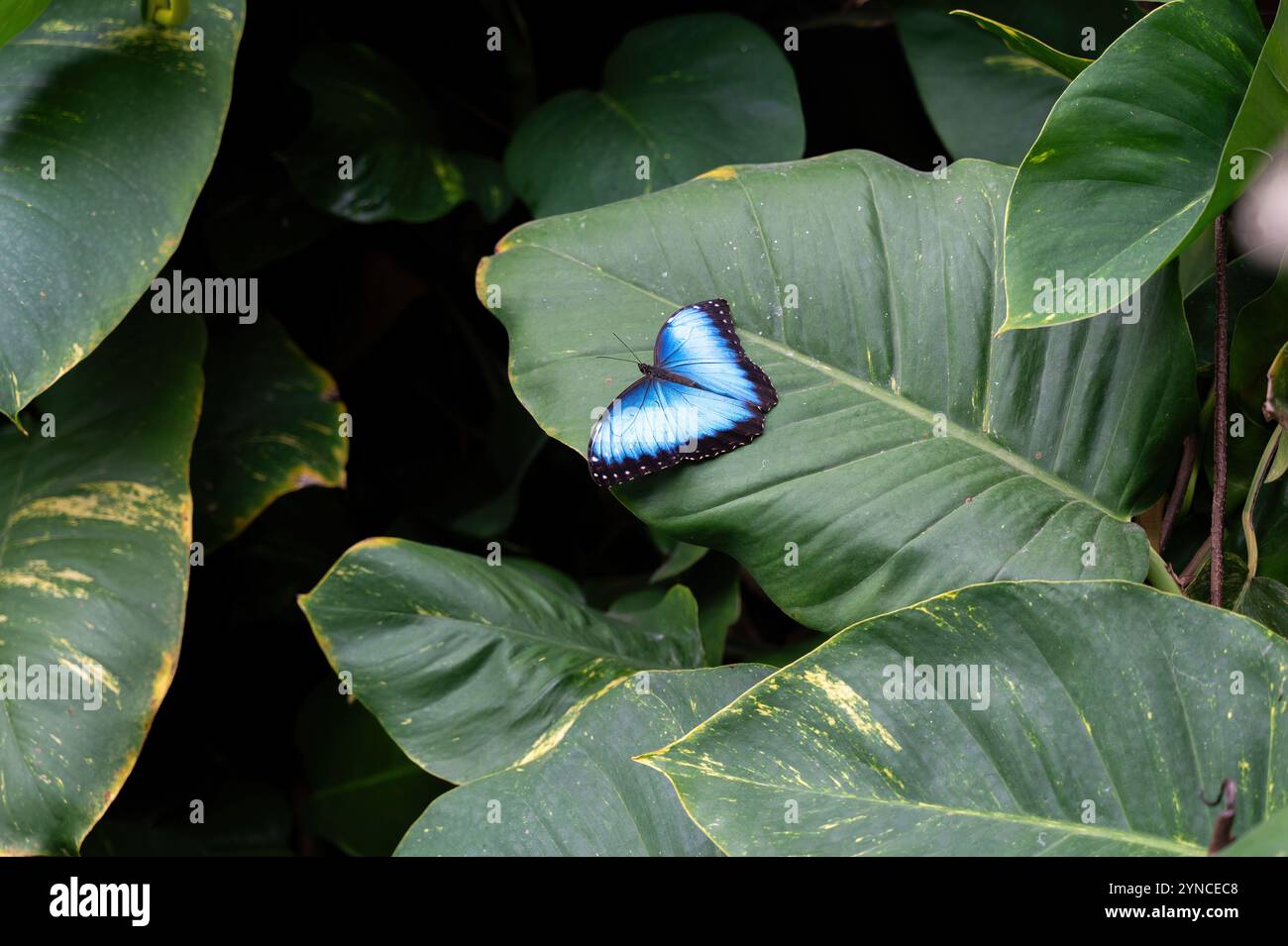 Blue morpho butterfly (Morpho peleides) sitting on a green leaf Stock ...