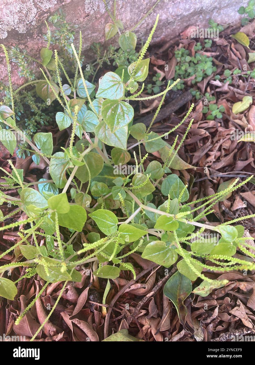 Pepper elder (Peperomia pellucida Stock Photo - Alamy