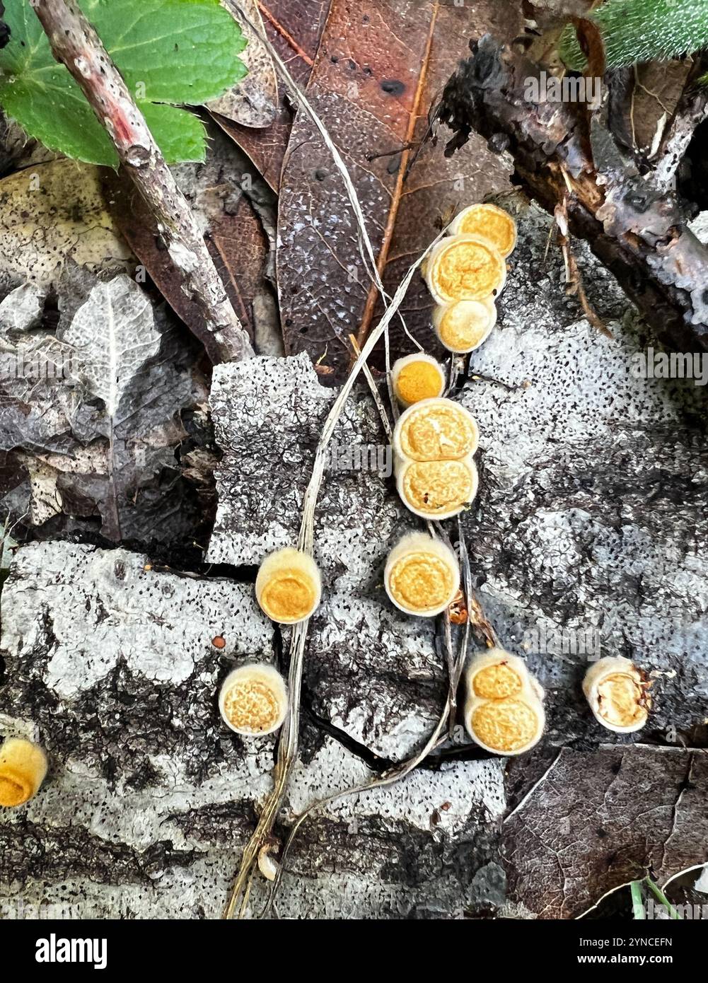 common bird's nest fungus (Crucibulum laeve Stock Photo - Alamy