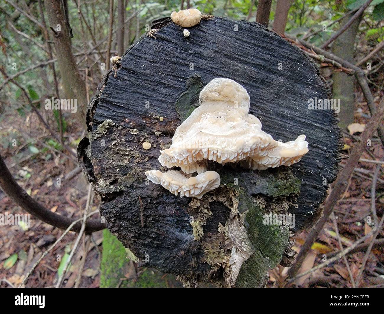 Gilled Polypore (Trametes betulina Stock Photo - Alamy