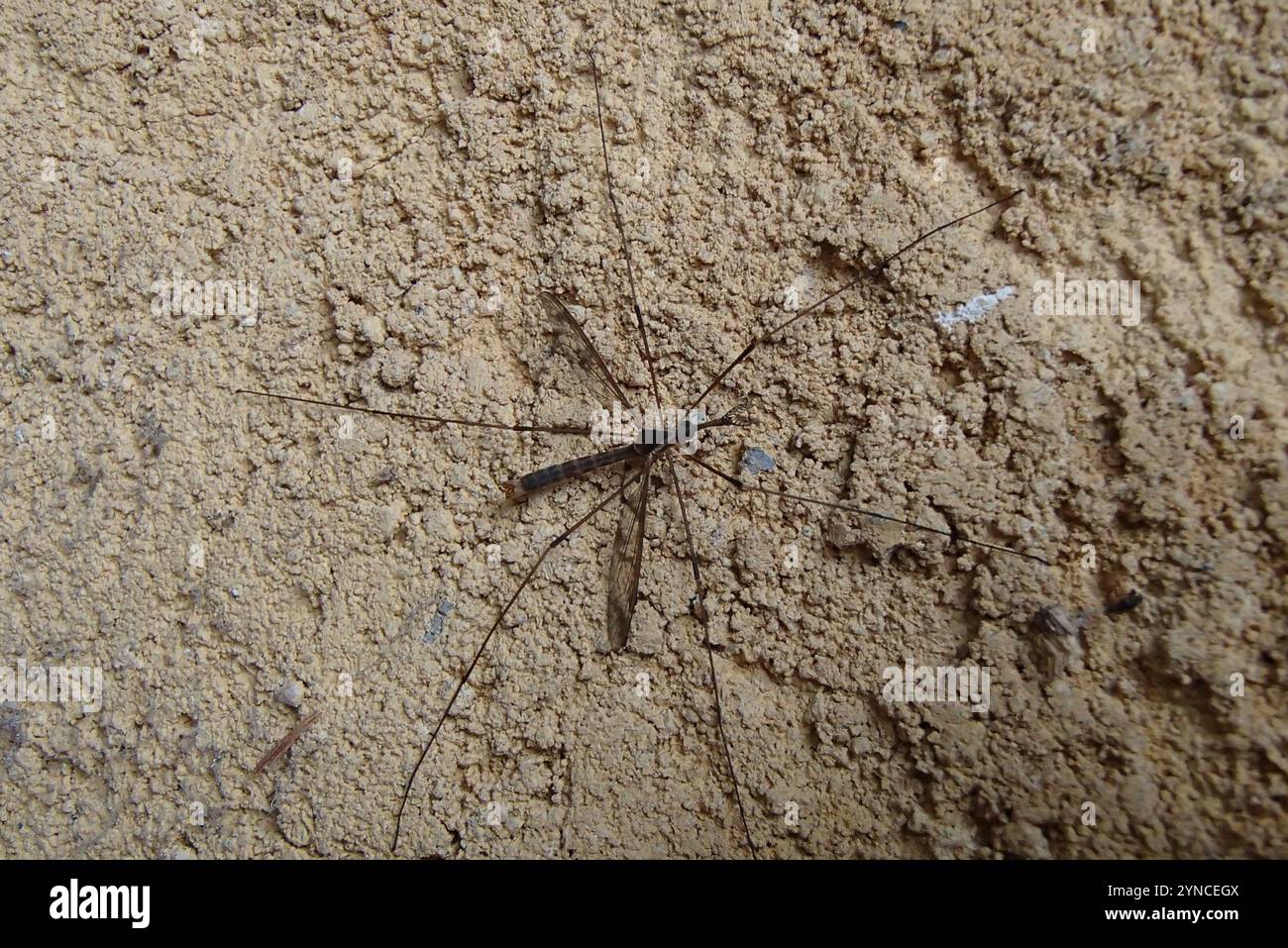 Crane Flies (Tipulomorpha Stock Photo - Alamy