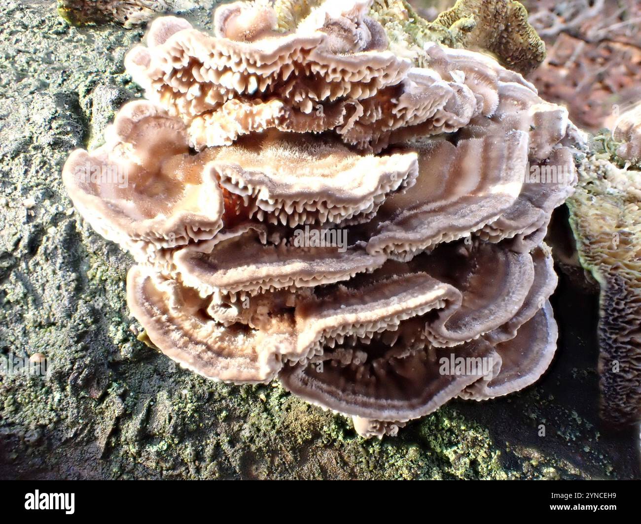 Gilled Polypore (Trametes betulina Stock Photo - Alamy