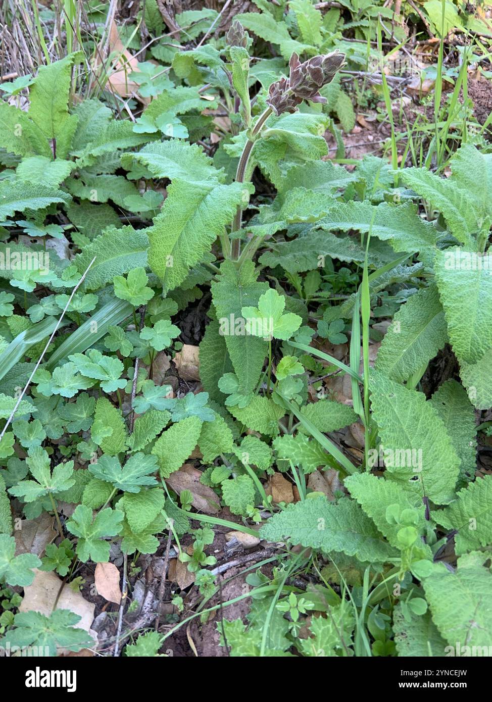 Hummingbird Sage (Salvia spathacea Stock Photo - Alamy