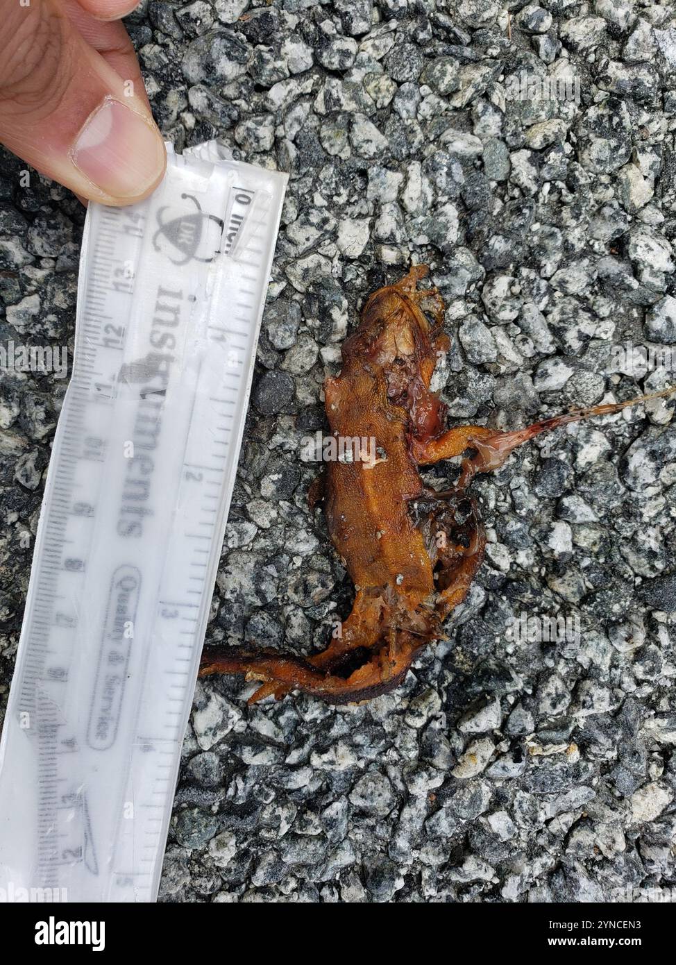 Pacific Newts (Taricha Stock Photo - Alamy