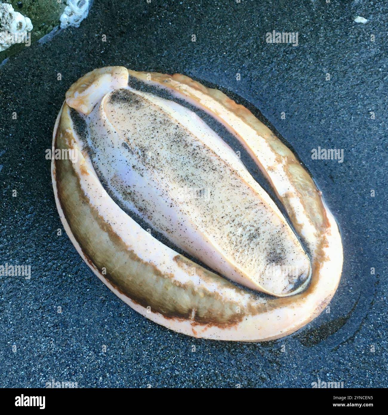 Gumboot Chiton (Cryptochiton stelleri Stock Photo - Alamy