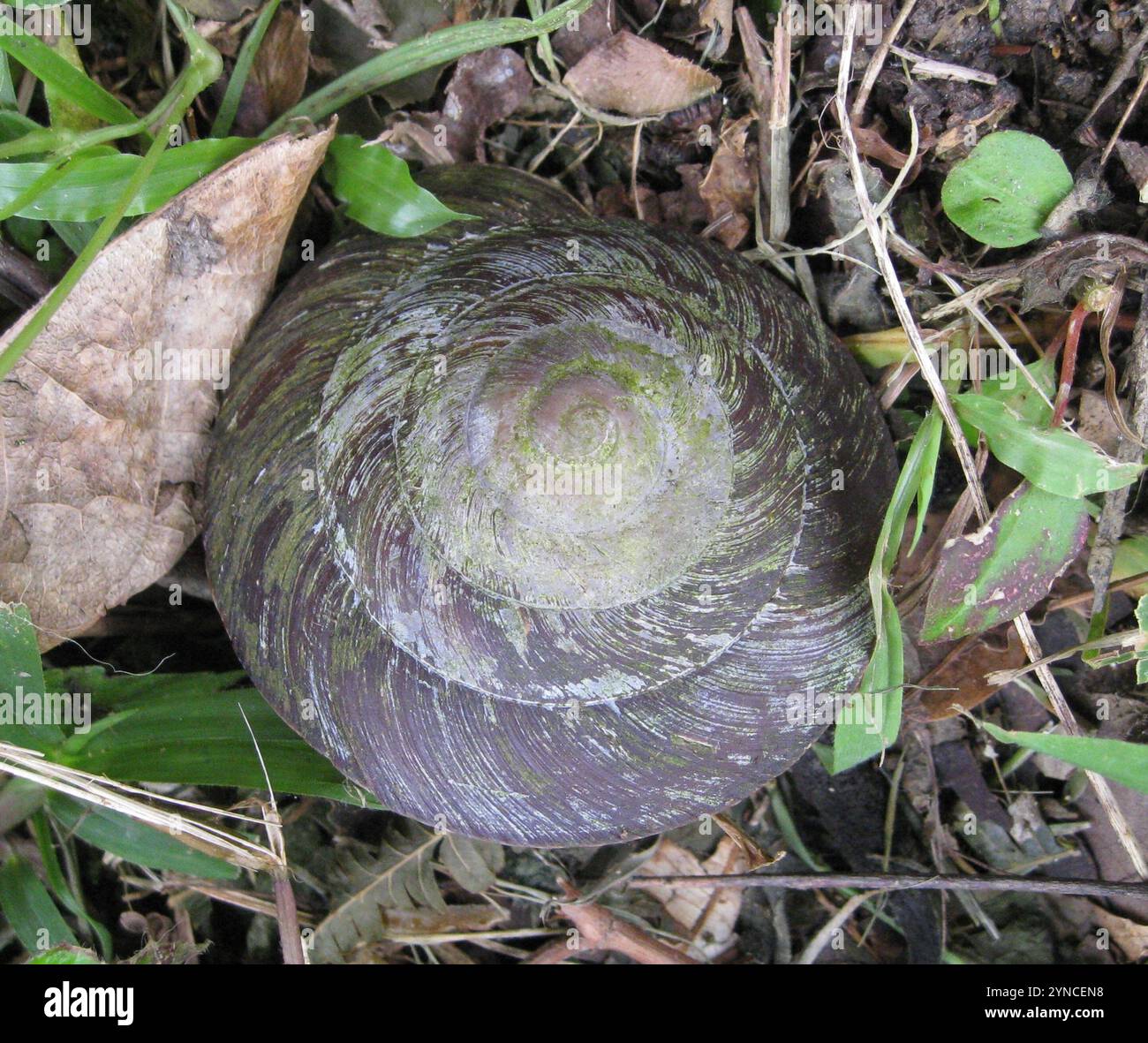 Puerto Rican Tree Snail (Caracolus caracolla Stock Photo - Alamy